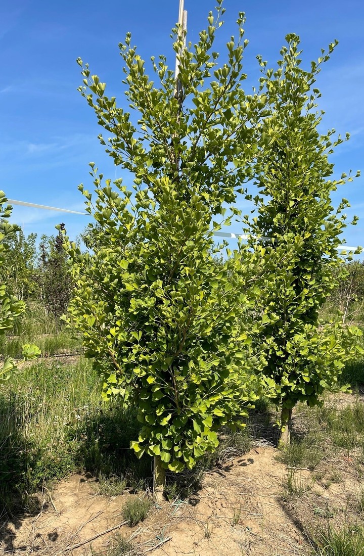 Ginkgo Biloba 'Fastigiata Blagon' | Chlori