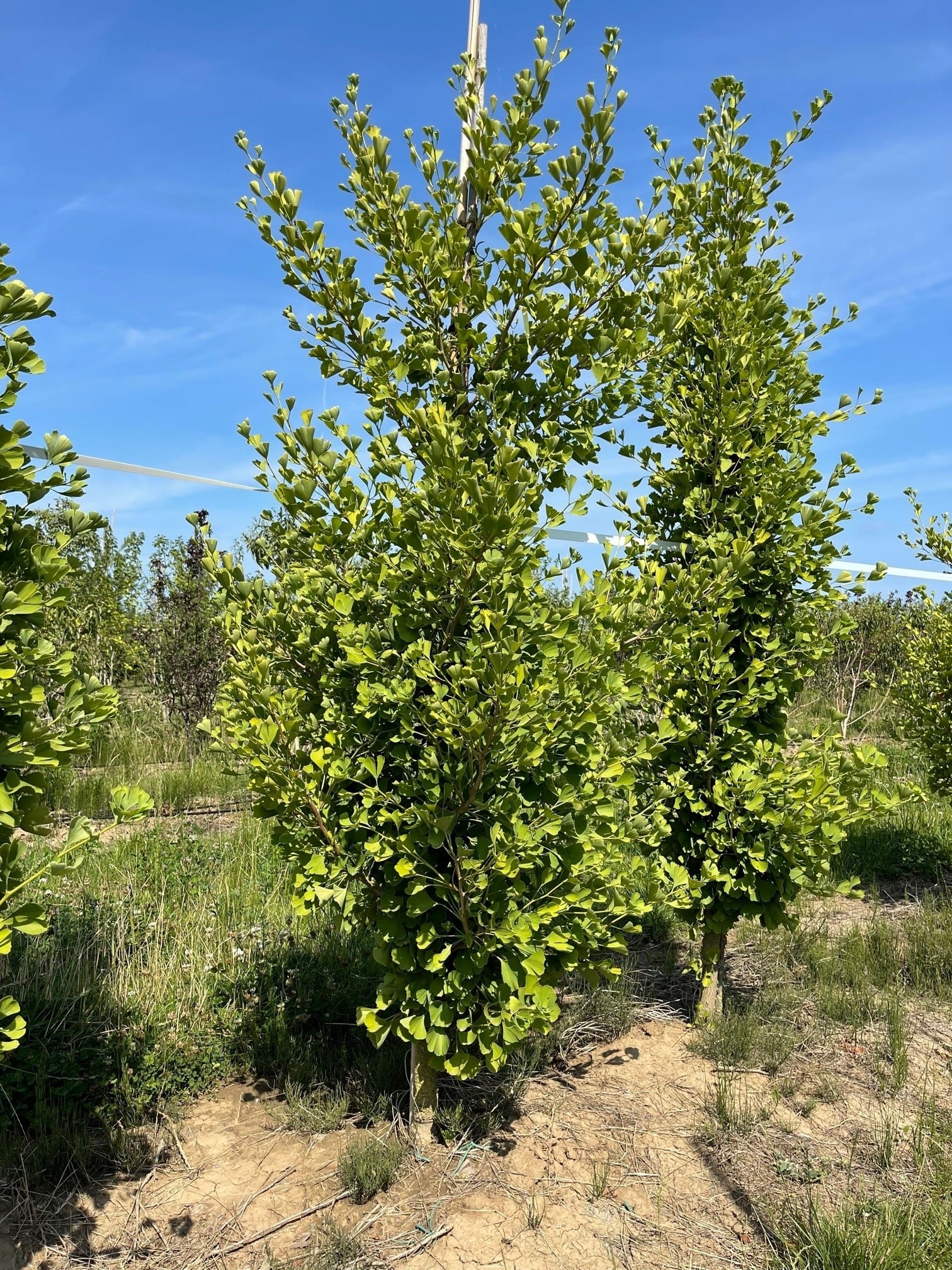 Ginkgo Biloba 'Fastigiata Blagon' | Chlori
