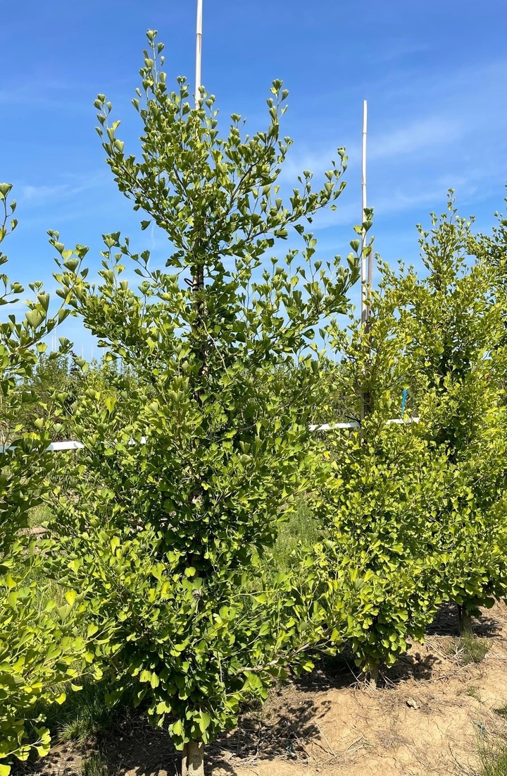 Ginkgo Biloba 'Fastigiata Blagon' | Chlori