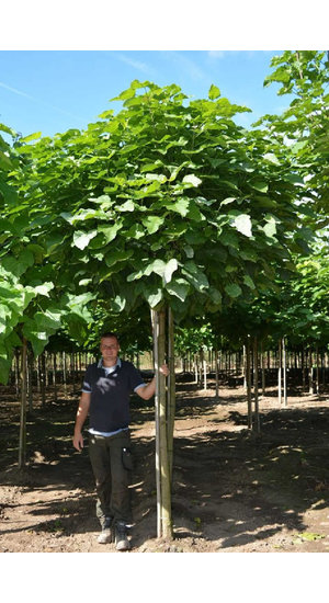 Arbres Catalpa | catalpa boule et grande taille - livraison rapide à domicile | Chlori