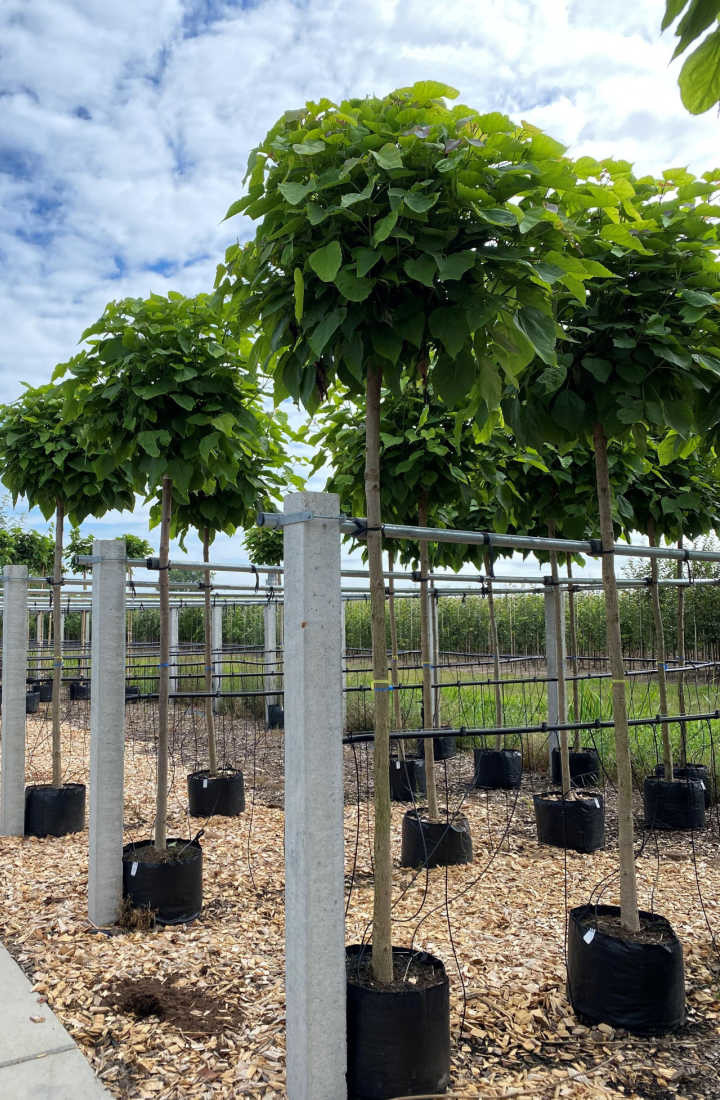 Catalpa bignonioides Nana | Catalpa Boule | Chlori