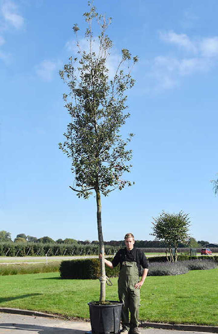 Quercus ilex | Chêne Vert Persistant | Chlori