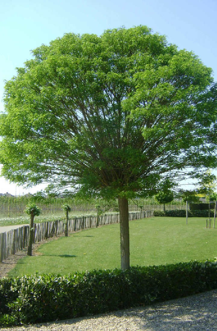 Robinier Pseudoacacia 'Umbraculifera' | Robinia pseudoacacia ...