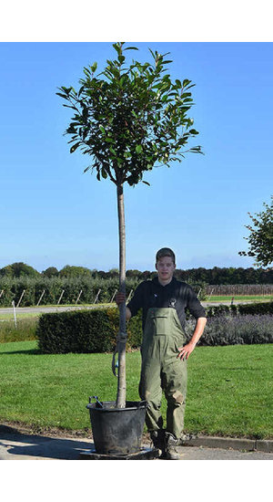 Arbres Photinia| arbres de grande taille - livraison rapide à domicile ...