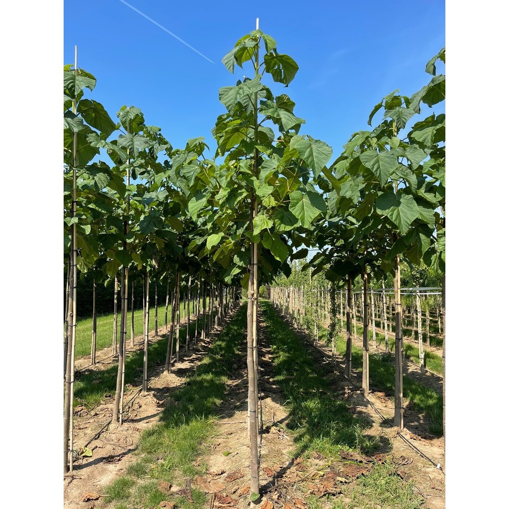 Paulownia Fortunei FAST BLUE ('Minfast') | Chlori