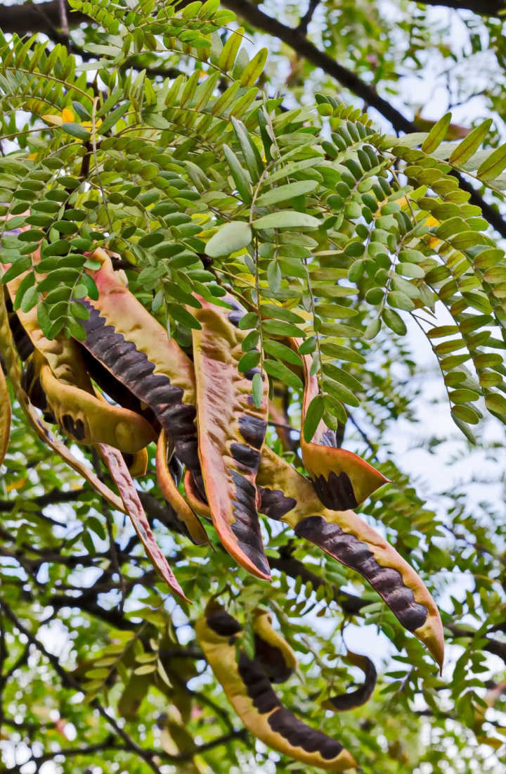 Gleditsia triacanthos inermis | Févier d'Amérique | Chlori