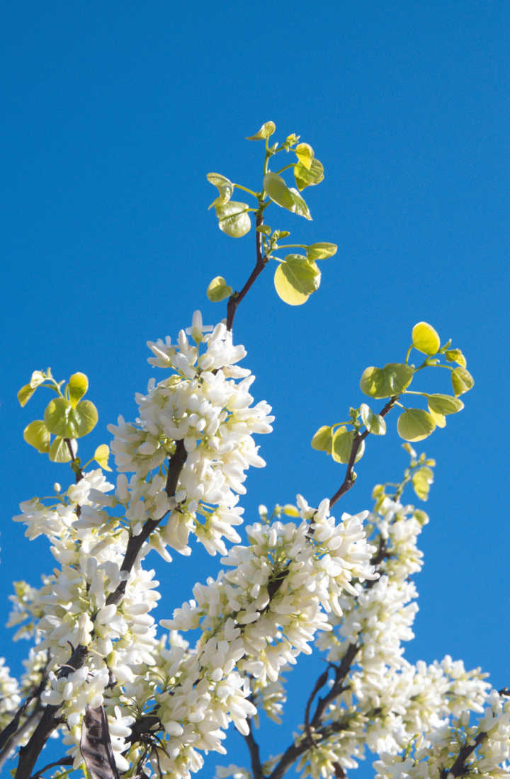 Arbre De Judée Blanc
