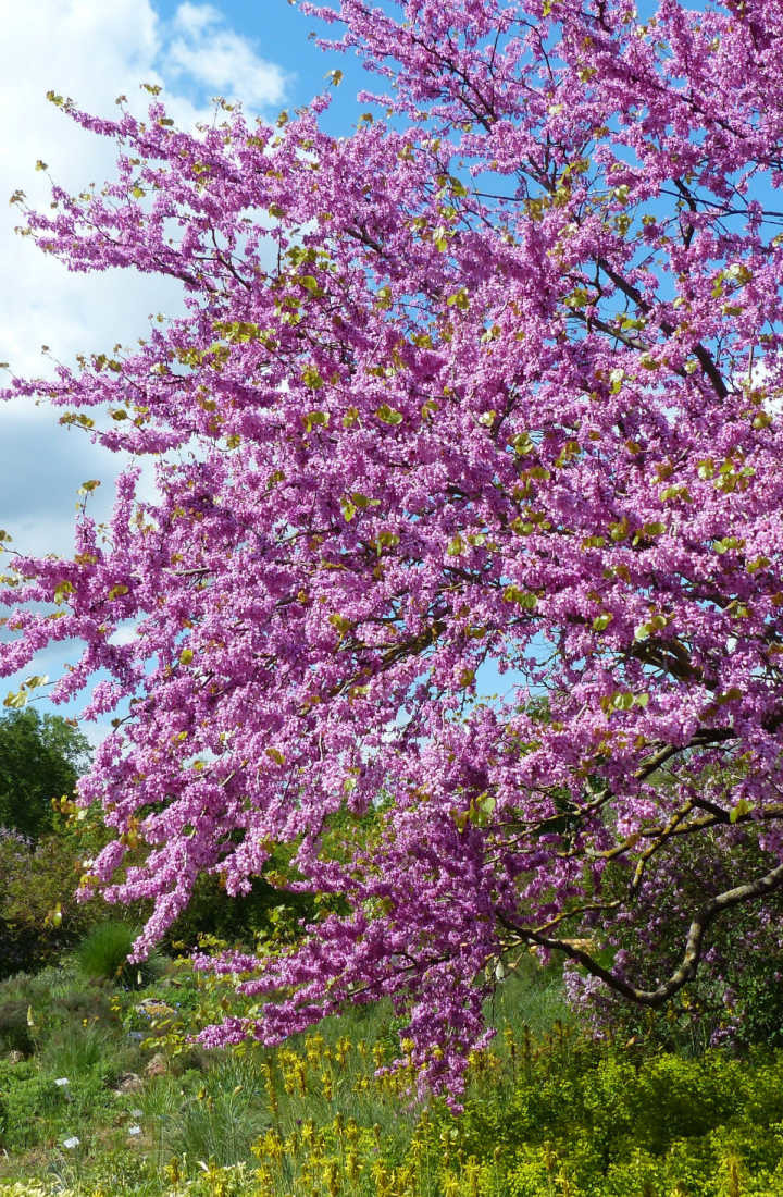 Cercis siliquastrum cépée | Arbre de Judée cépée | Chlori