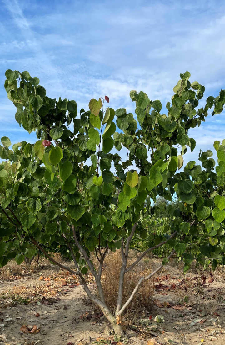 Cercis siliquastrum cépée | Arbre de Judée cépée | Chlori