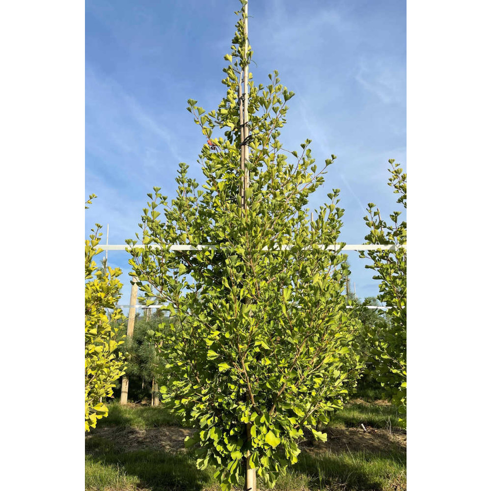 Ginkgo Biloba 'Fastigiata Blagon' | Chlori