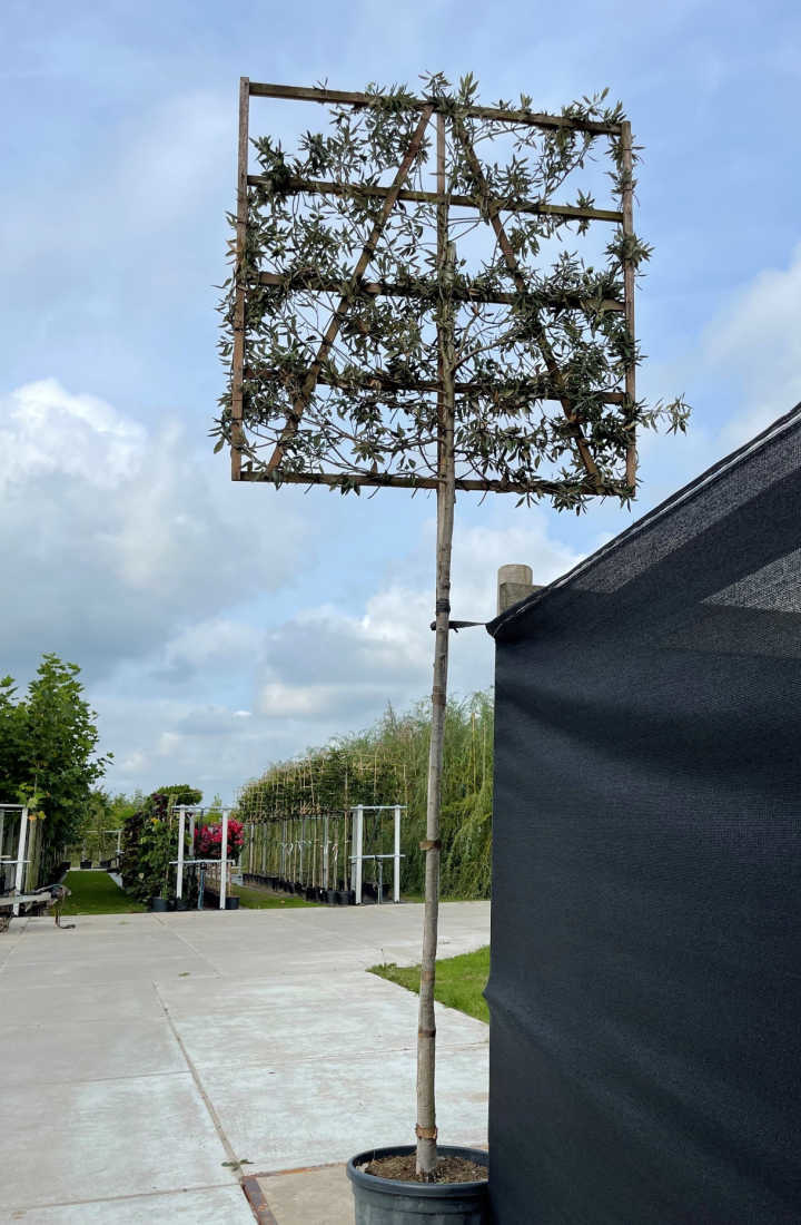 Quercus Ilex palissé | Chêne vert palissé | Chlori