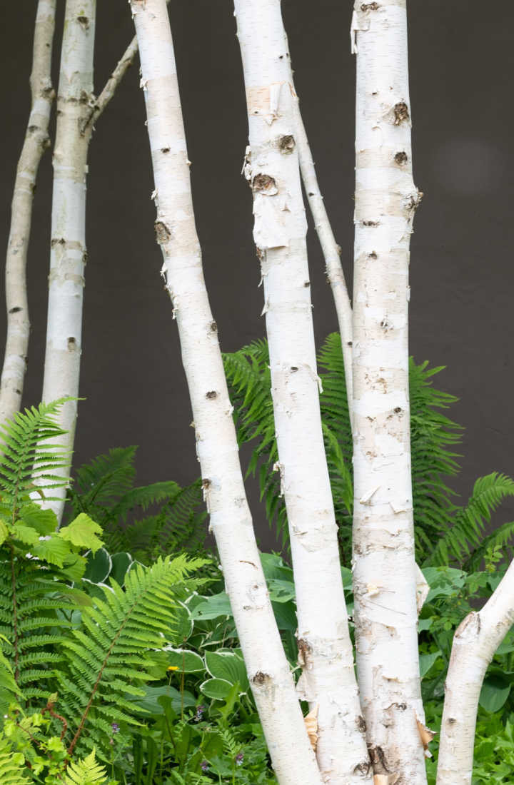 Betula utilis jacquemontii cépée | Bouleau d'Himalaya cépée | Chlori