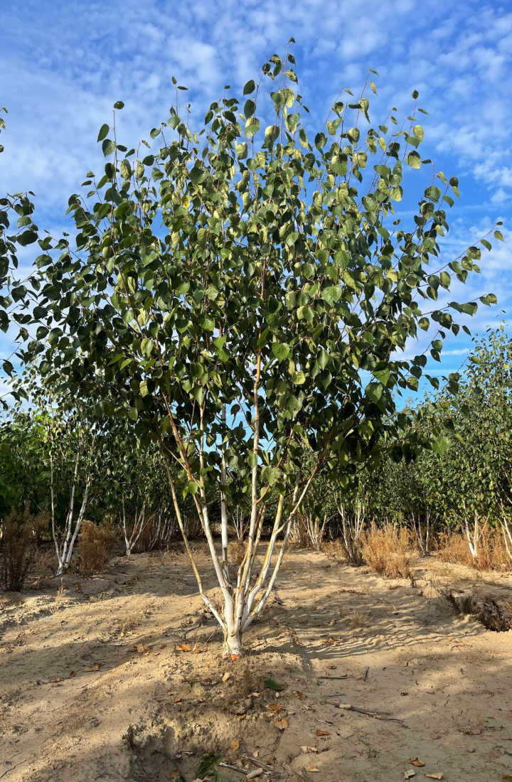 Betula utilis jacquemontii cépée | Bouleau d'Himalaya cépée | Chlori