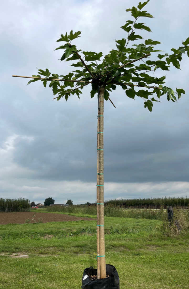 Morus Alba ‘Fruitless’ 'Parasol'| Mûrier Blanc Stérile 'Parasol' | Chlori