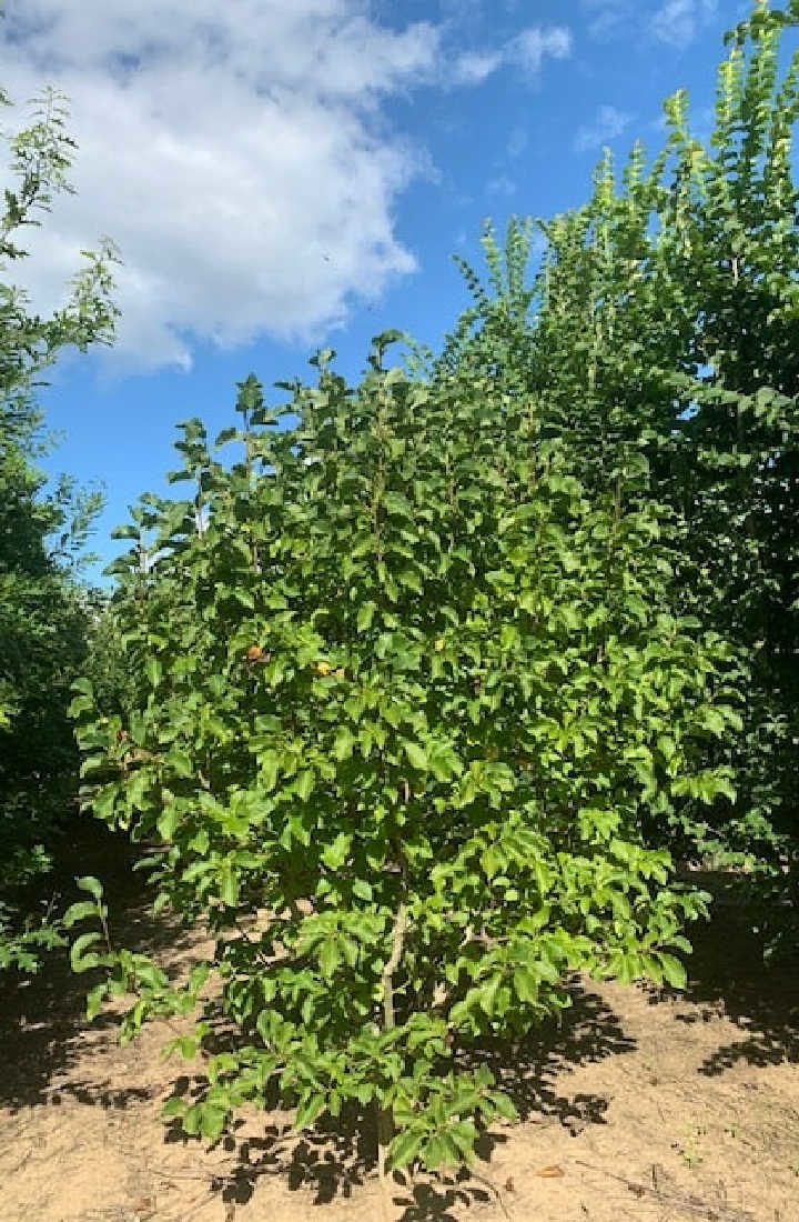 Magnolia Galaxy cépée | Chlori