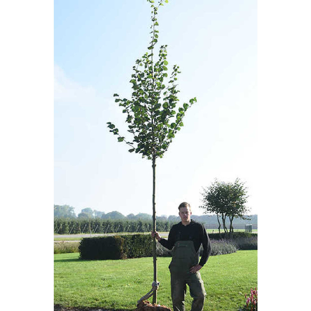 Tilleul | Tilia cordata ‘Erecta’ | Chlori