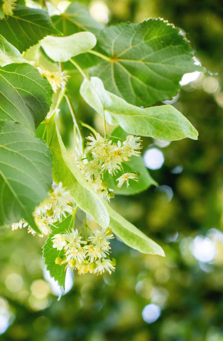 Tilleul | Tilia cordata ‘Erecta’ | Chlori