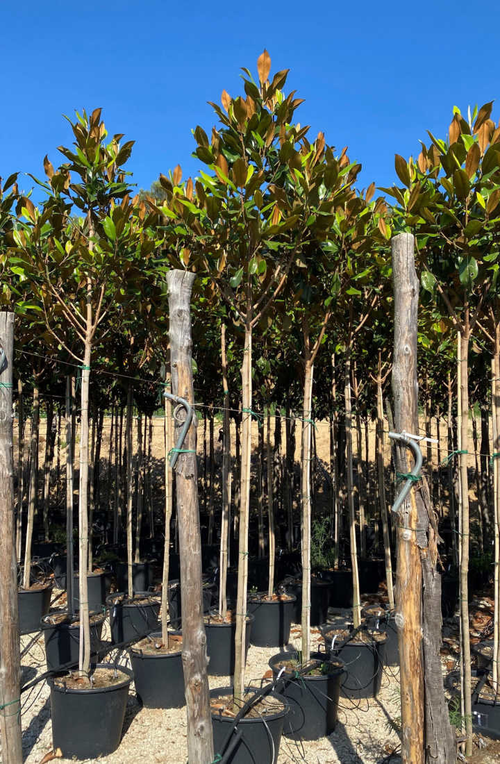 Magnolia Grandi Flora | Chlori