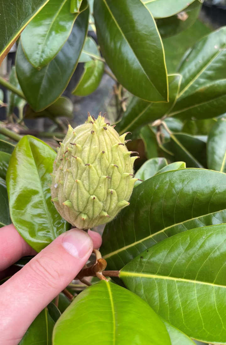 Magnolia Grandiflora tige branche de la base | Chlori