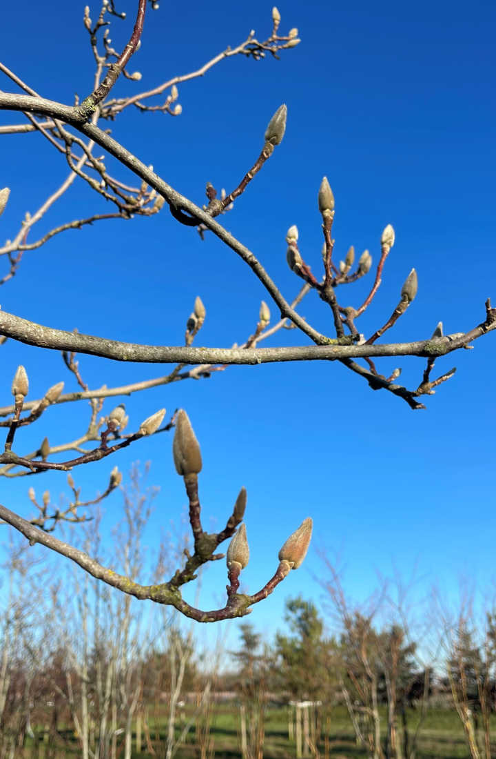 Magnolia Soulangeana cépee | Magnolier Soulange cépée | Chlori