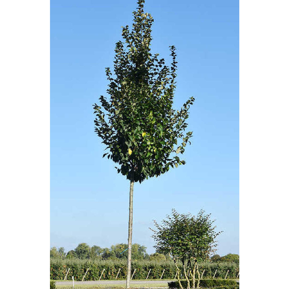 Carpinus betulus 'Lucas' | Charme 'Lucas' | Chlori