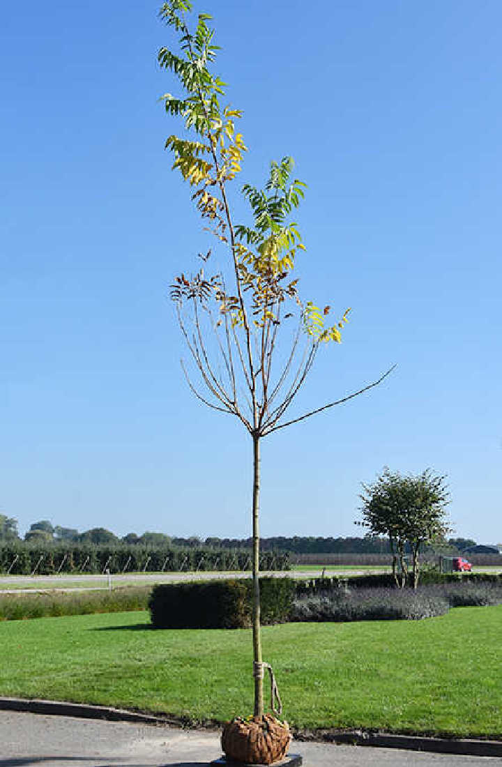 Phellodendron amurense | Phellodendron de l'Amour | Chlori