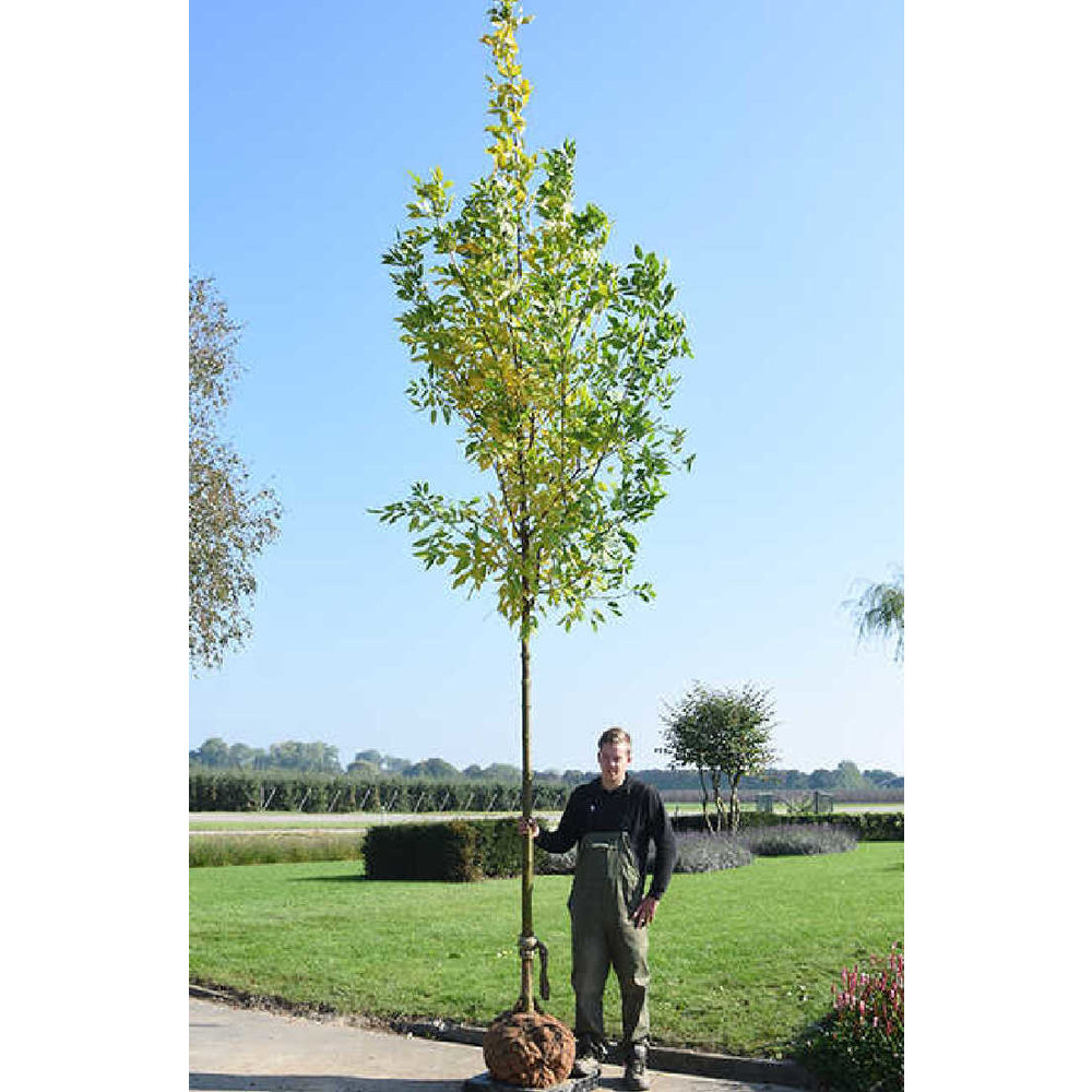 Fraxinus Pennsylvanica 'Summit| Frêne de Pennsylvanie 'Summit' | Chlori