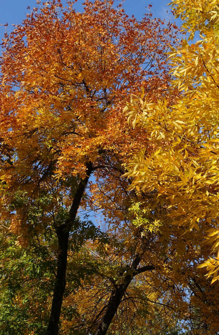 Fraxinus Pennsylvanica 'Summit| Frêne de Pennsylvanie 'Summit' | Chlori