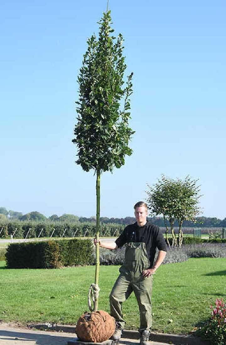 Quercus robur ‘Fastigiata Koster’ | Chêne Pédonculé Fastigié | Chlori