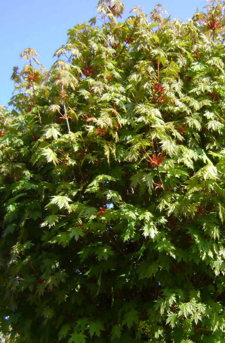 Acer Platanoides 'Globosum' | Érable boule | Chlori