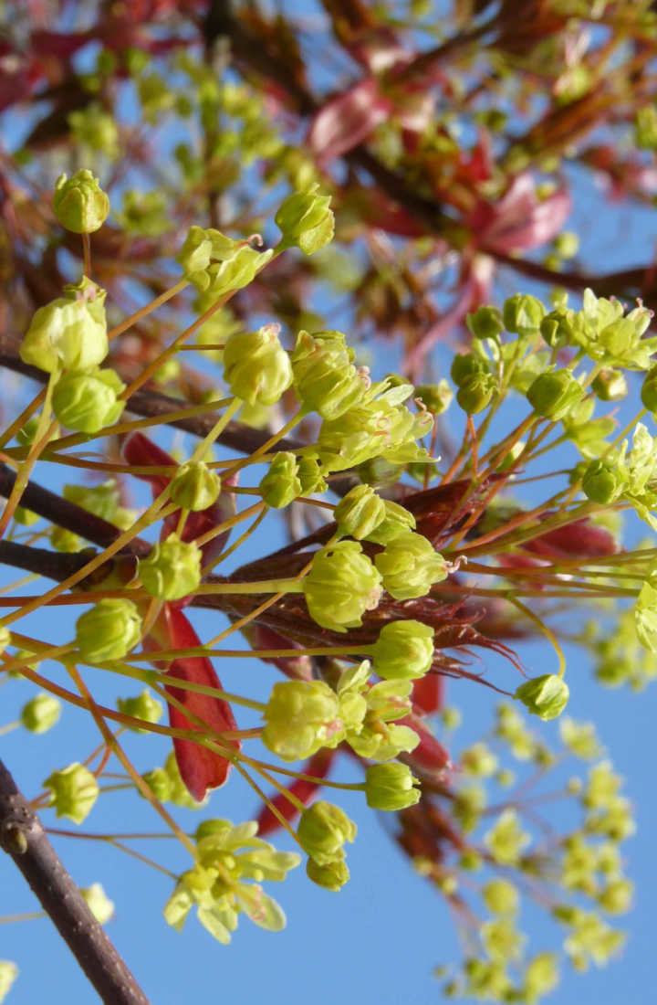 Acer Platanoides 'Globosum' | Érable boule | Chlori