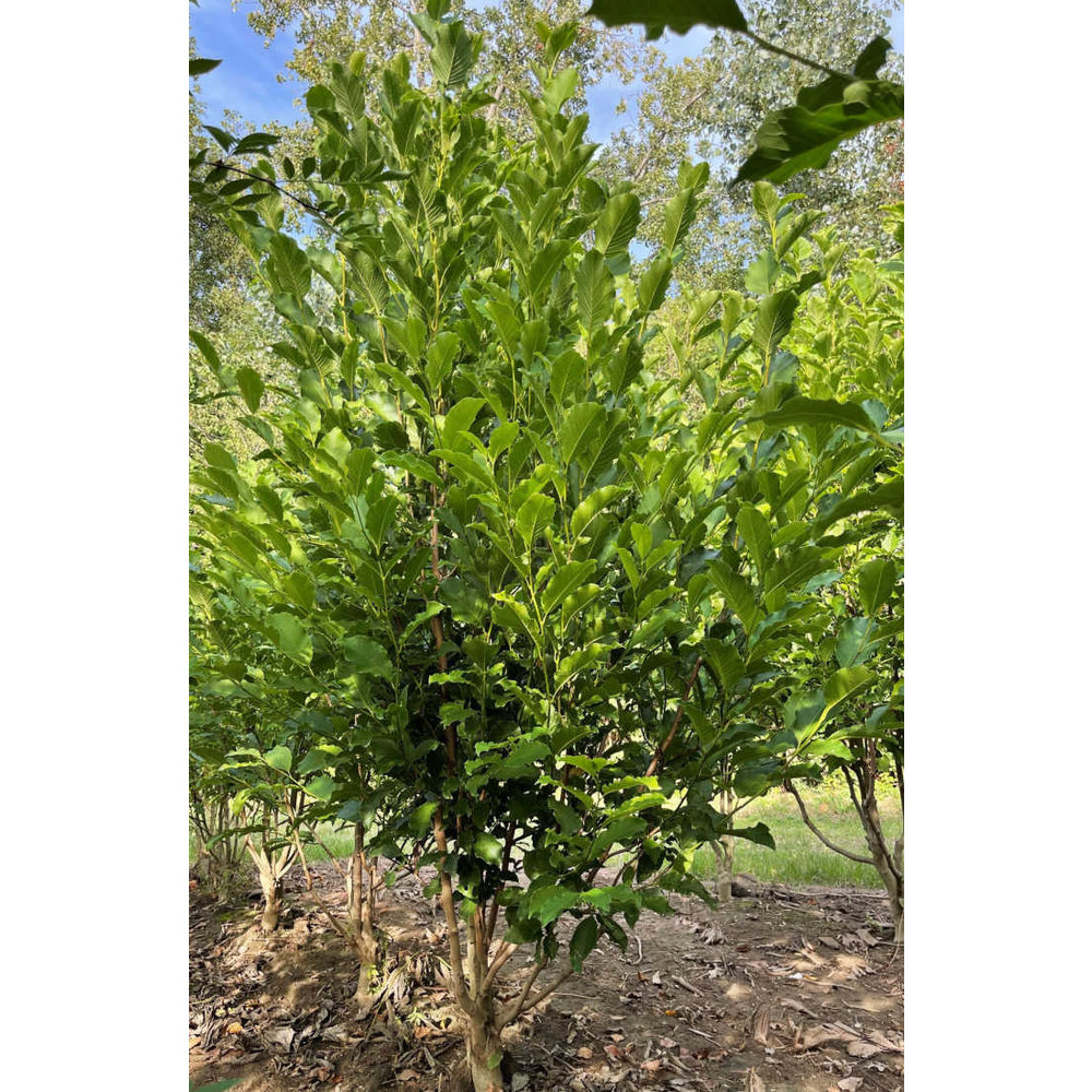 Magnolia Kobus cépée | Chlori