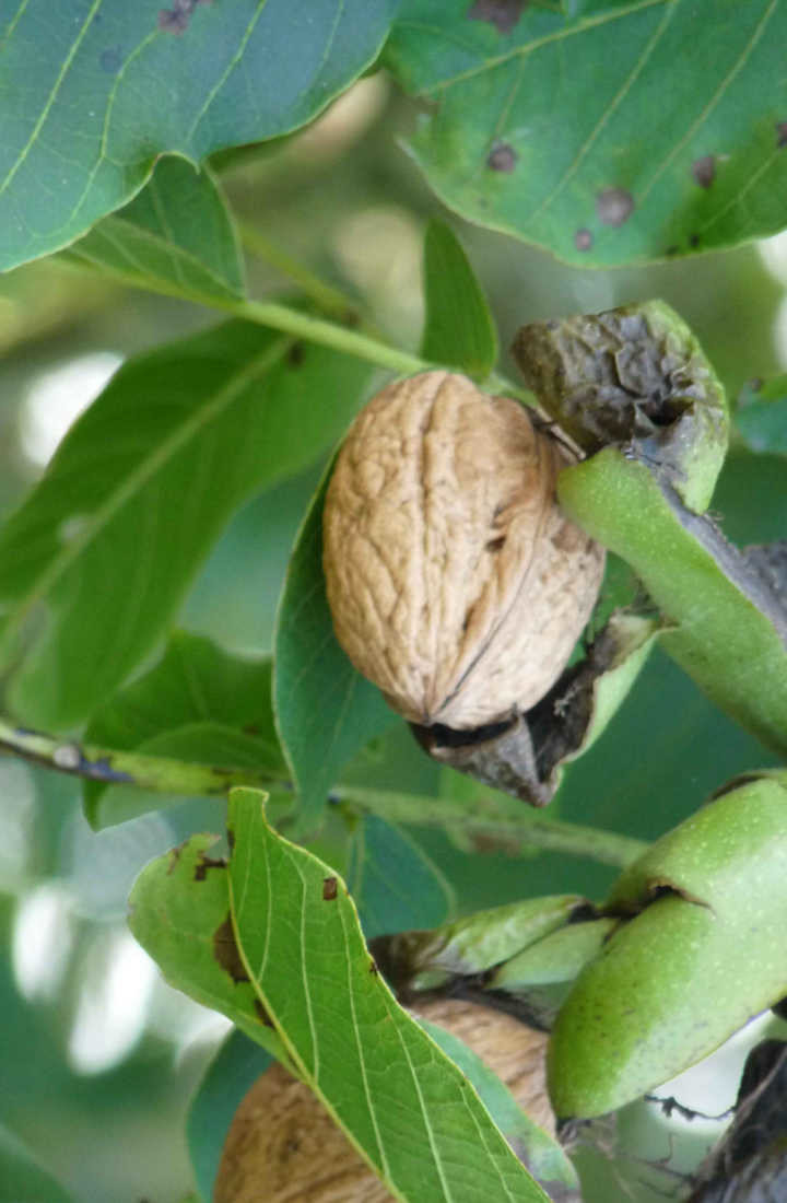 Juglans Regia | Noyer Commun | Chlori