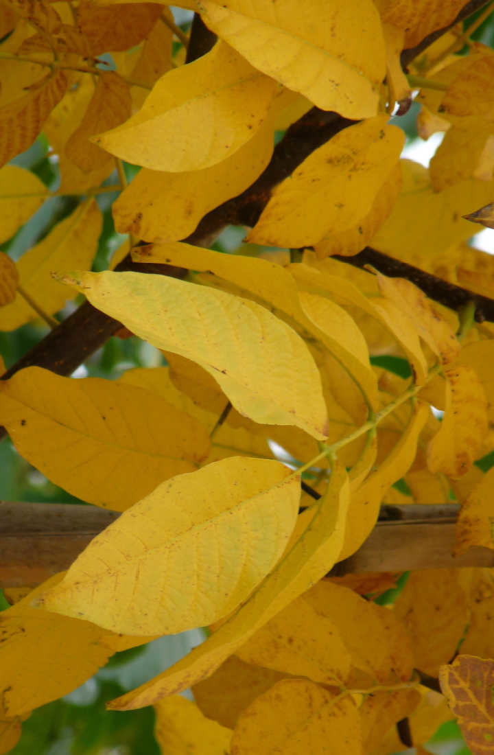 Juglans Regia | Noyer Commun | Chlori