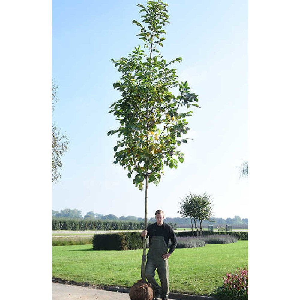 Juglans Regia | Noyer Commun | Chlori