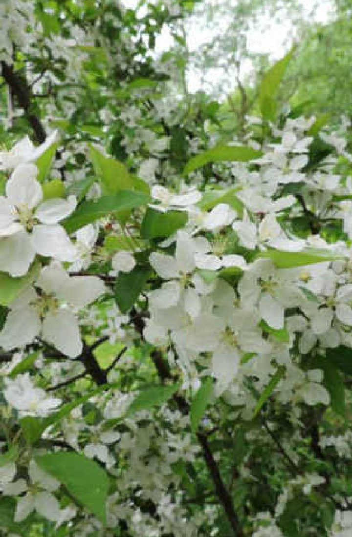 Malus Sylvestris | Pommier Sauvage | Chlori