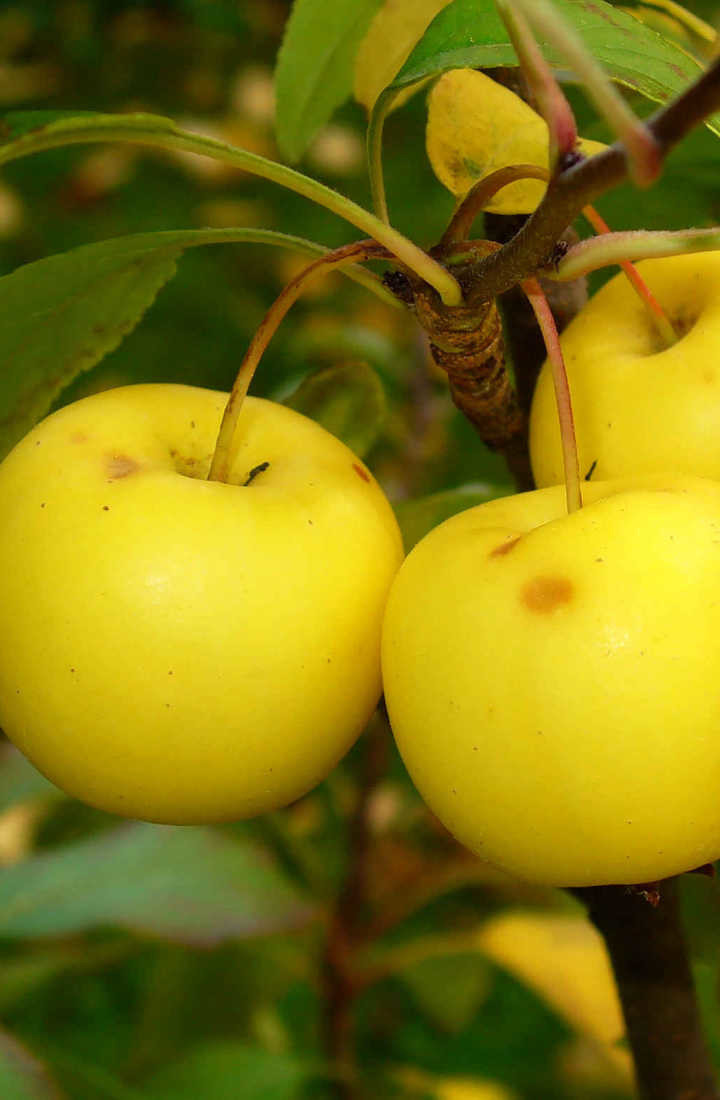 Malus Sylvestris | Pommier Sauvage | Chlori
