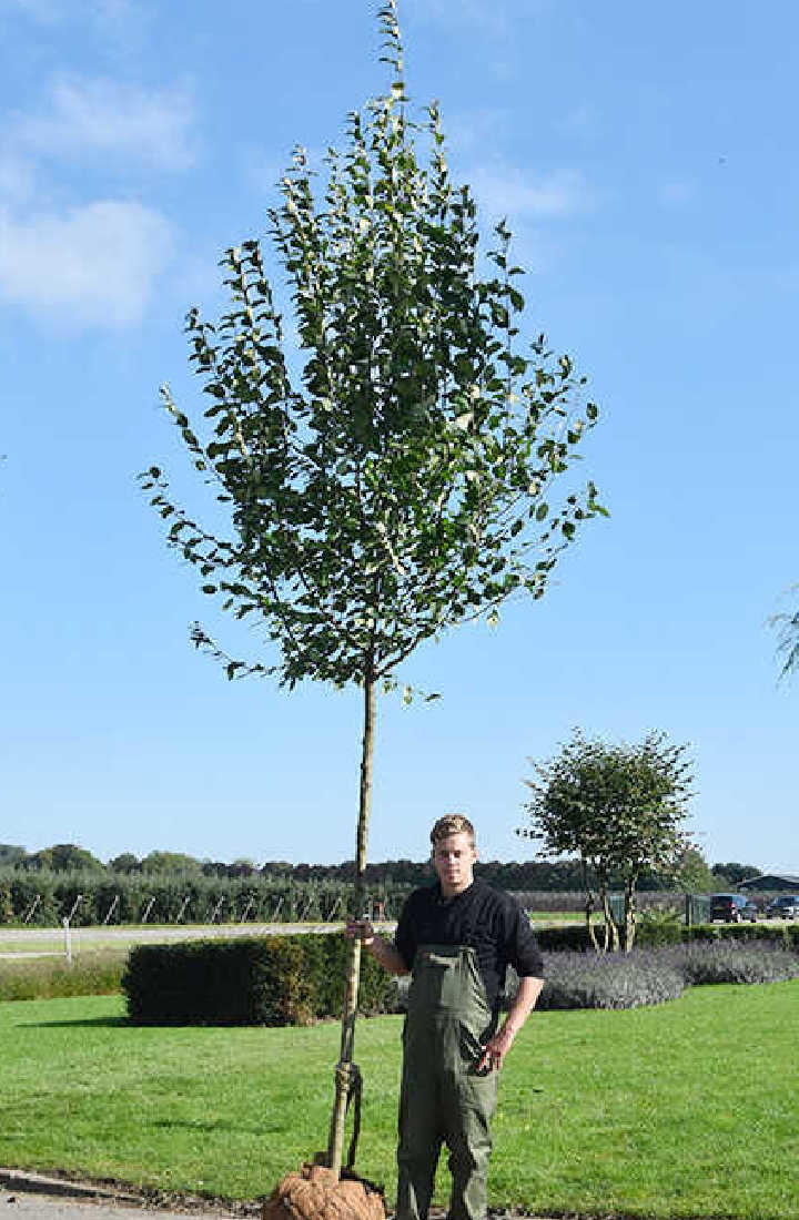 Malus Sylvestris | Pommier Sauvage | Chlori
