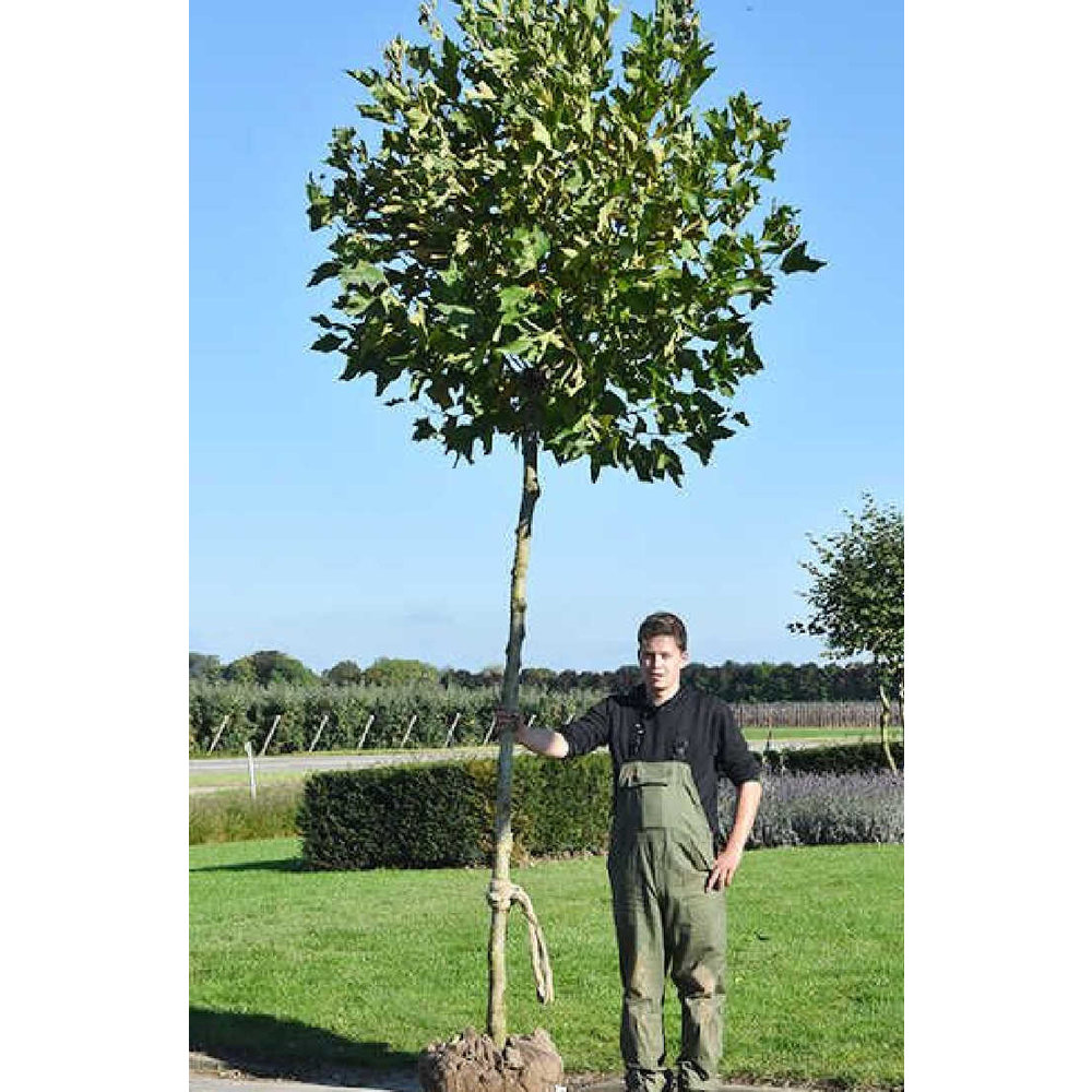 Platanus Hispanica Alphens Globe