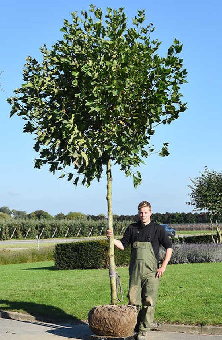Platanus Hispanica Alphens Globe