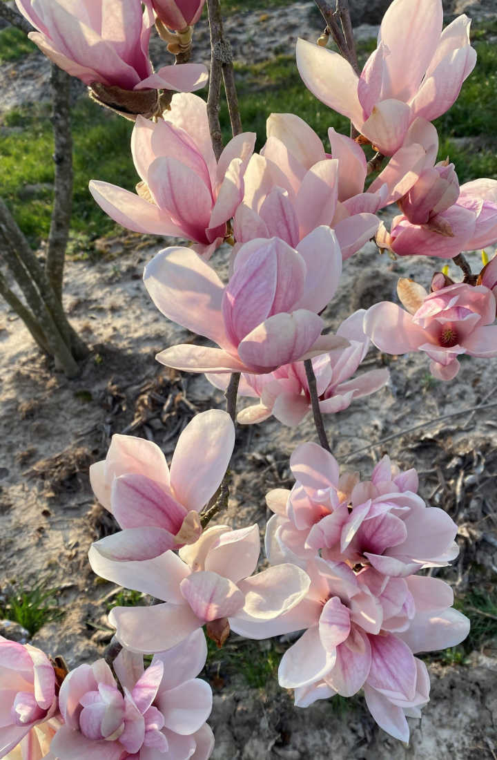 Magnolia Soulangeana cépee | Magnolier Soulange cépée | Chlori