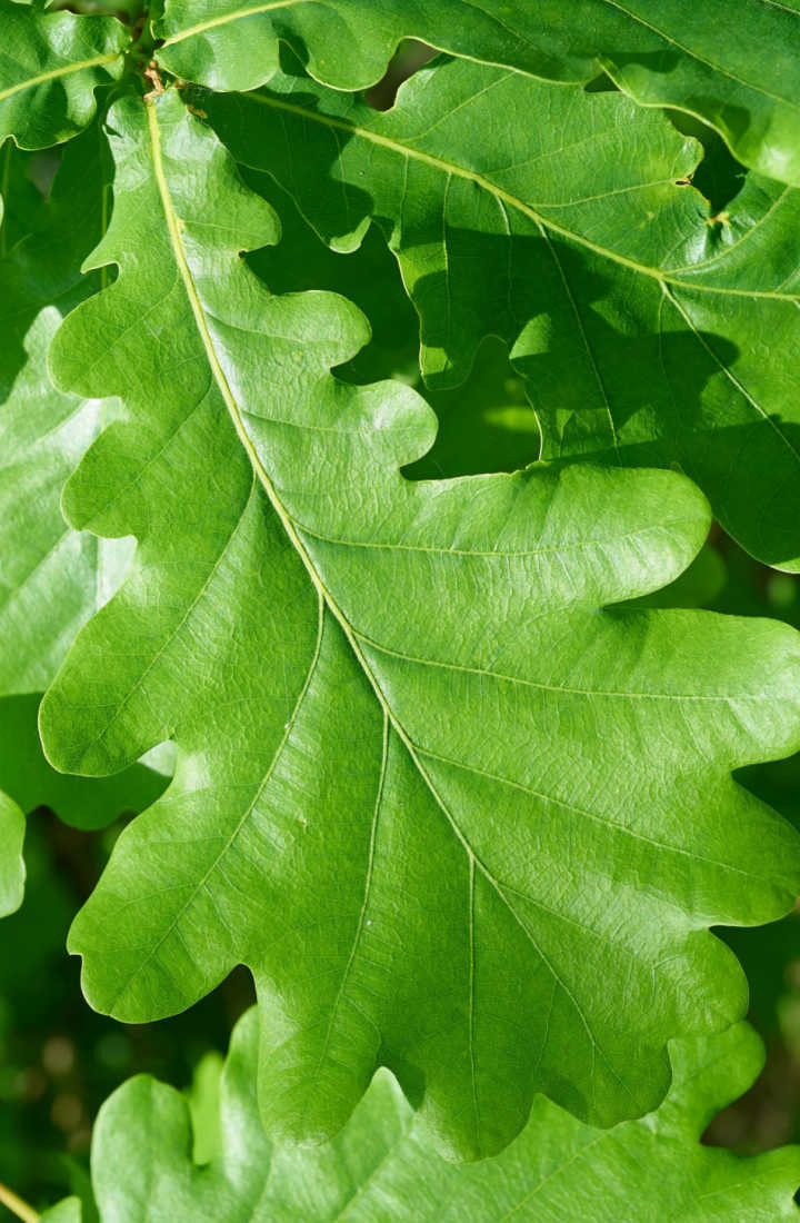 Quercus robur | Chêne Pédonculé | Chlori