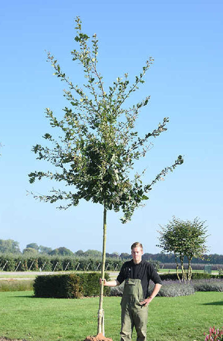 Quercus robur | Chêne Pédonculé | Chlori