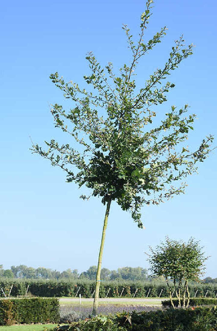 Quercus robur | Chêne Pédonculé | Chlori