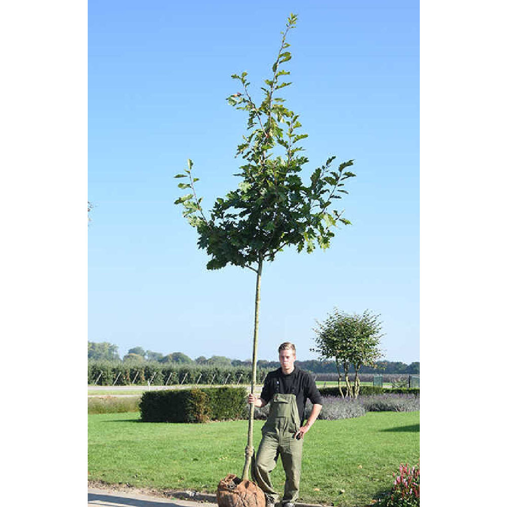 Quercus rubra | Chêne rouge d'Amérique | Chlori