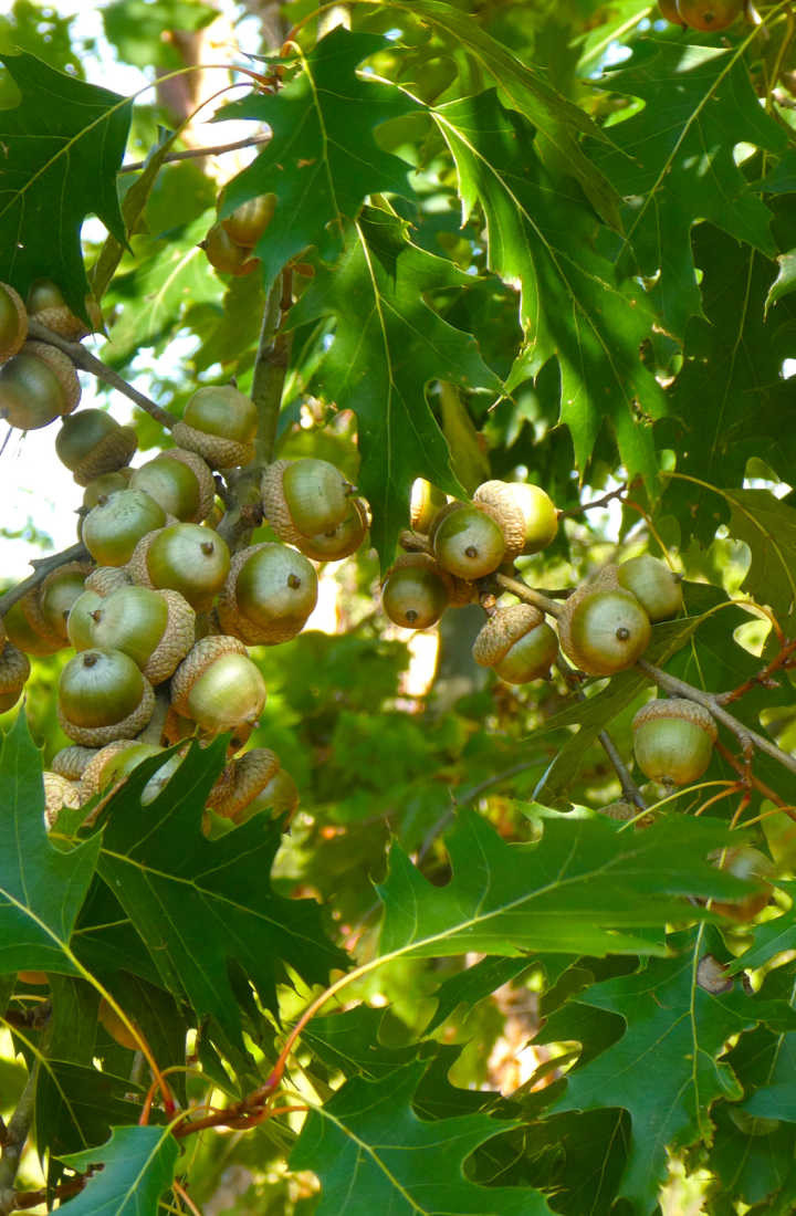 Quercus rubra | Chêne rouge d'Amérique | Chlori