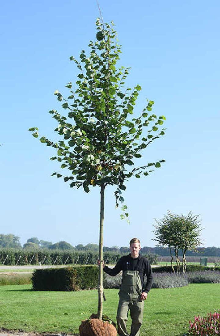 Tilleul d'Europe| Tilia europaea ‘Pallida’ | Chlori