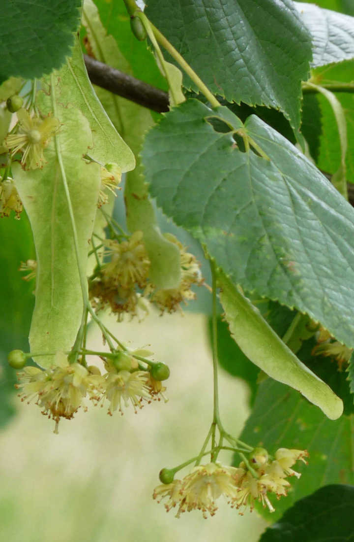 Tilleul d'Hollande| Tilia platyphyllos | Chlori