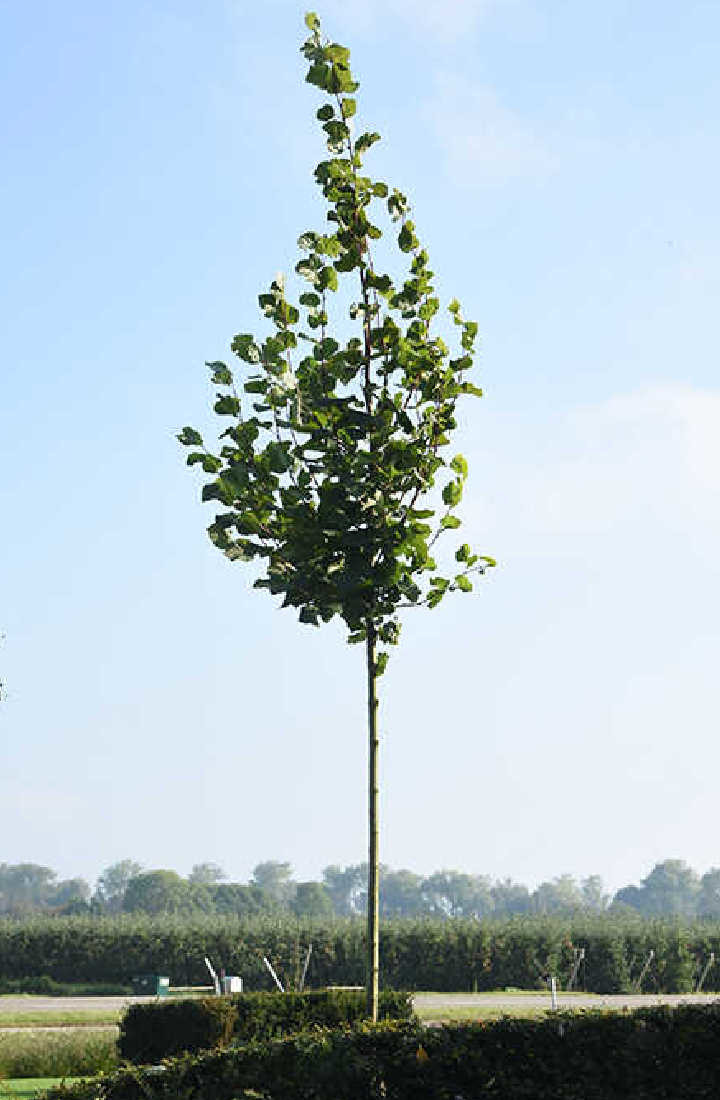 Tilleul d'Hollande| Tilia platyphyllos | Chlori