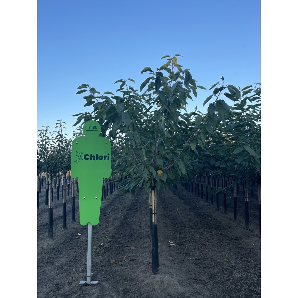 Cerisier Bigarreau Burlat demi tige | Chlori